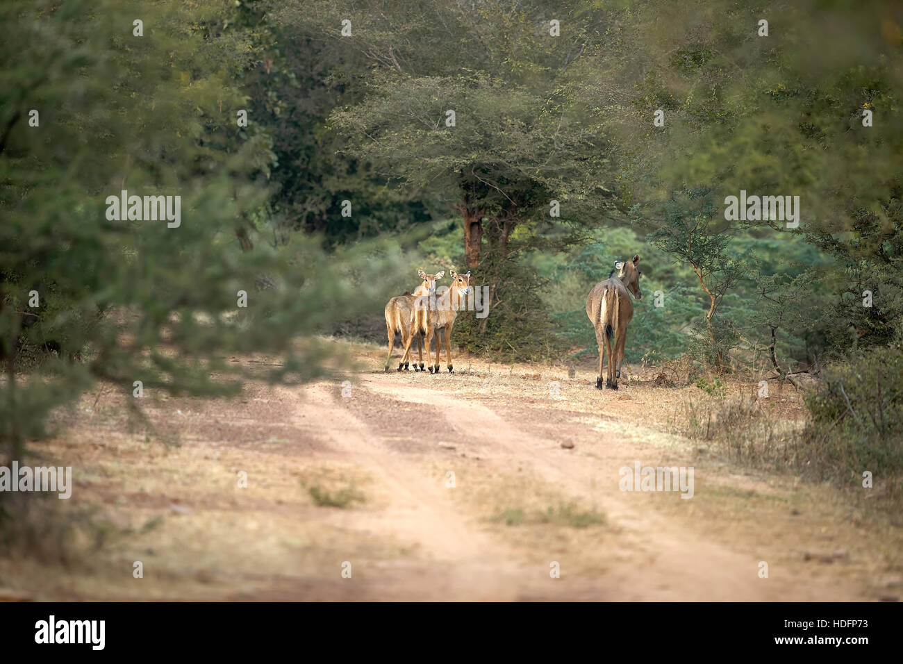 Nilgai (Boselaphus tragocamelus), also known as the nilgau or blue bull ...
