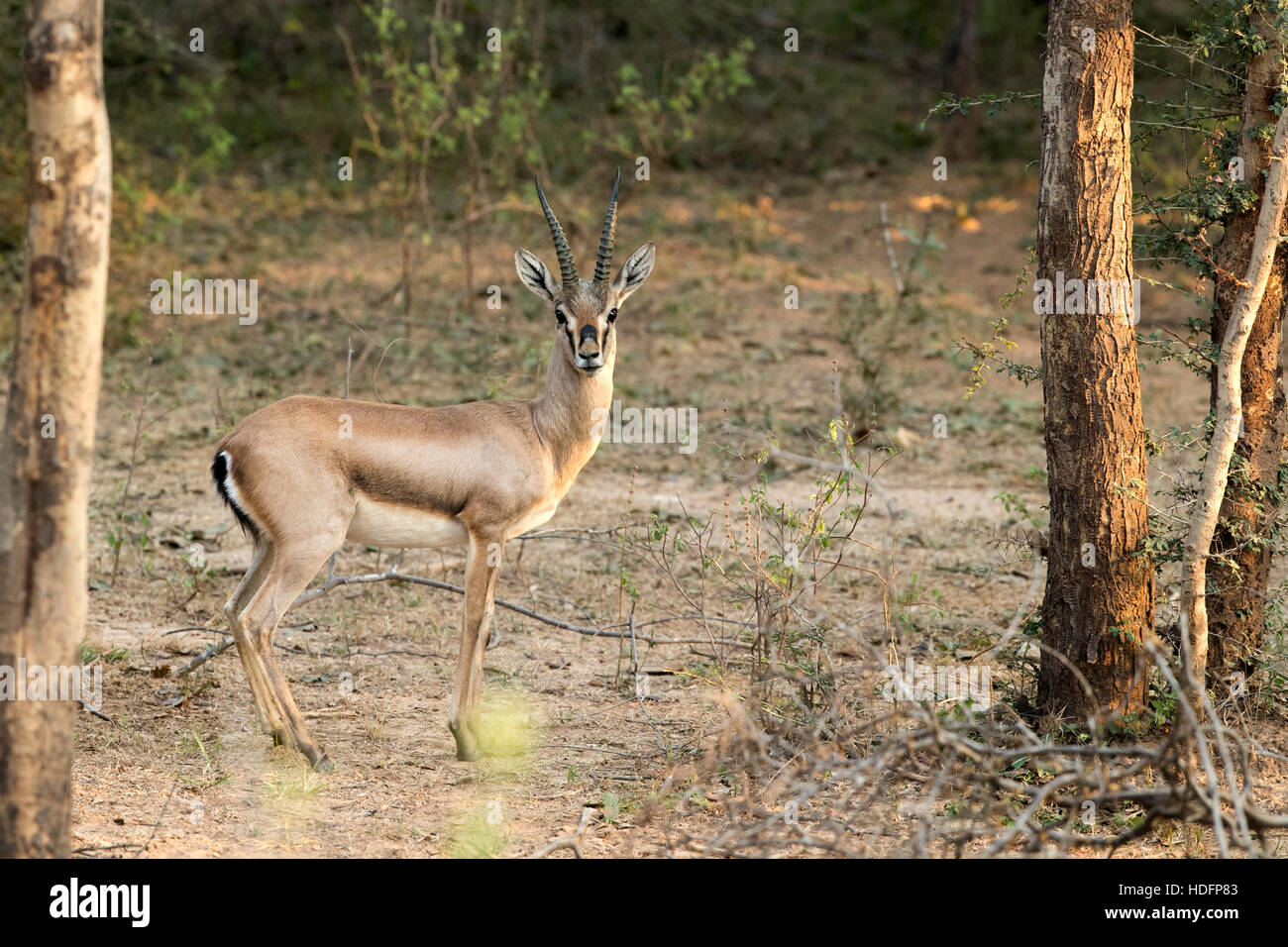 The chinkara, also known as the Indian gazelle Stock Photo - Alamy