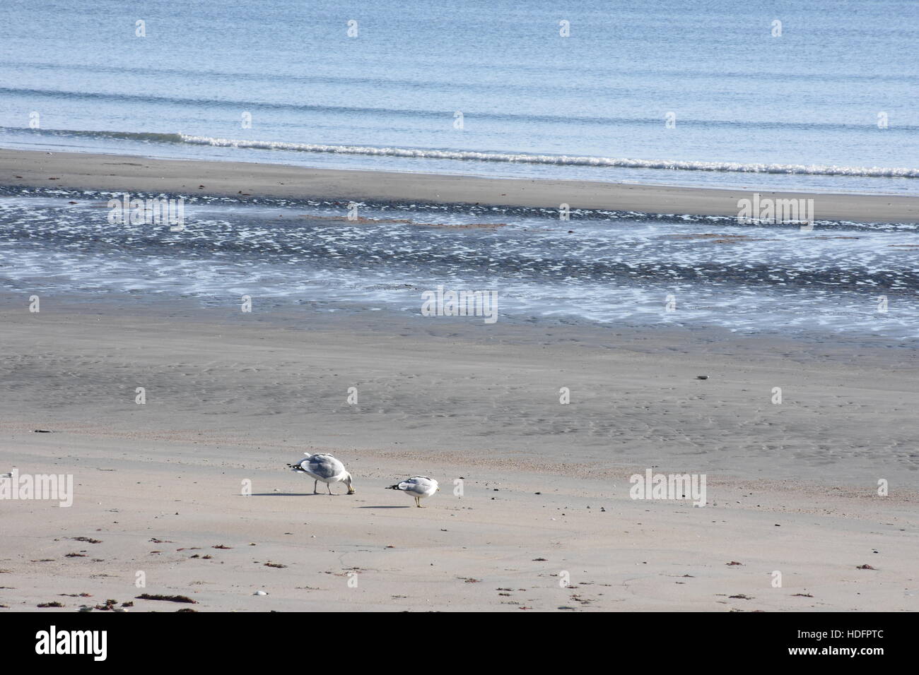 Seagull eating shellfish Stock Photo - Alamy