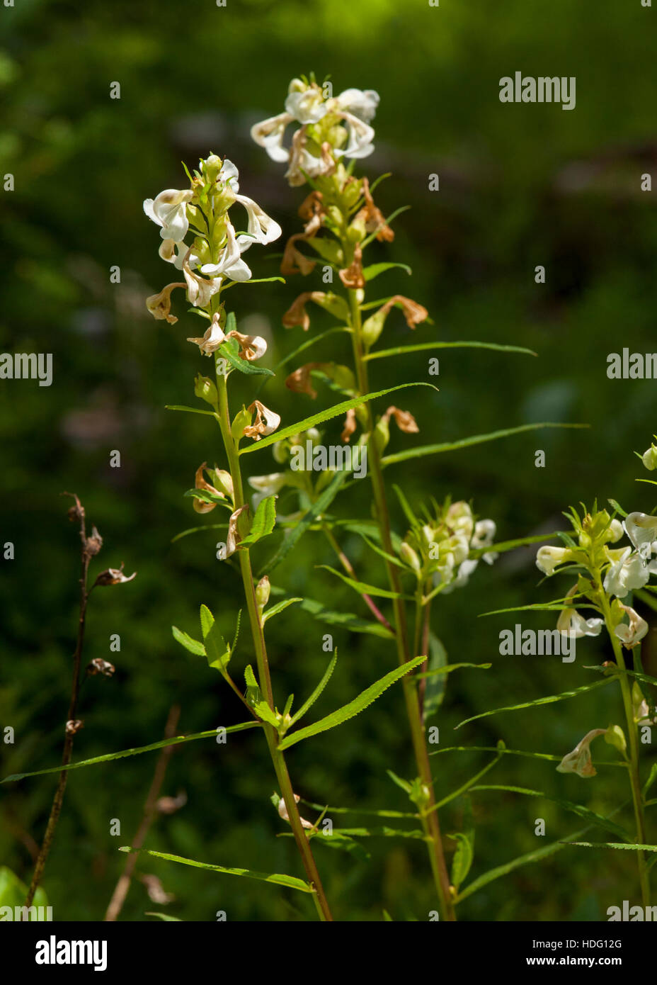 Parrot's Beak aka Sickle Top (Pedicularis racemosa) on Colorado's Grand ...