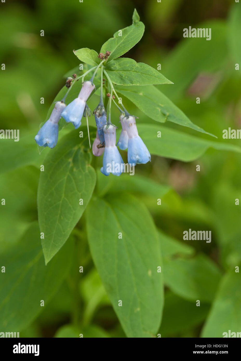 Mountain Bluebells aka Tall Fringed Bluebells aka Tall Chiming Bells ...