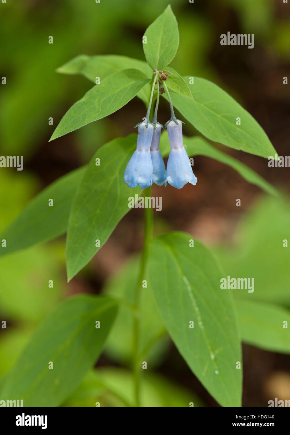 Mountain Bluebells aka Tall Fringed Bluebells aka Tall Chiming Bells ...