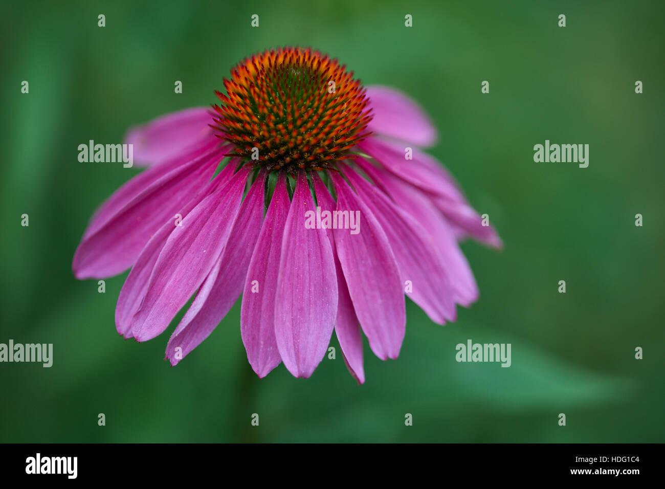 Purple Cone flower close up Echinacea purpurea Stock Photo - Alamy