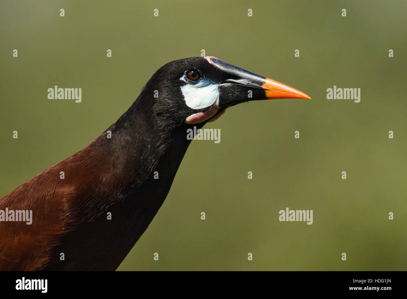 Montezuma oropendola hi-res stock photography and images - Alamy