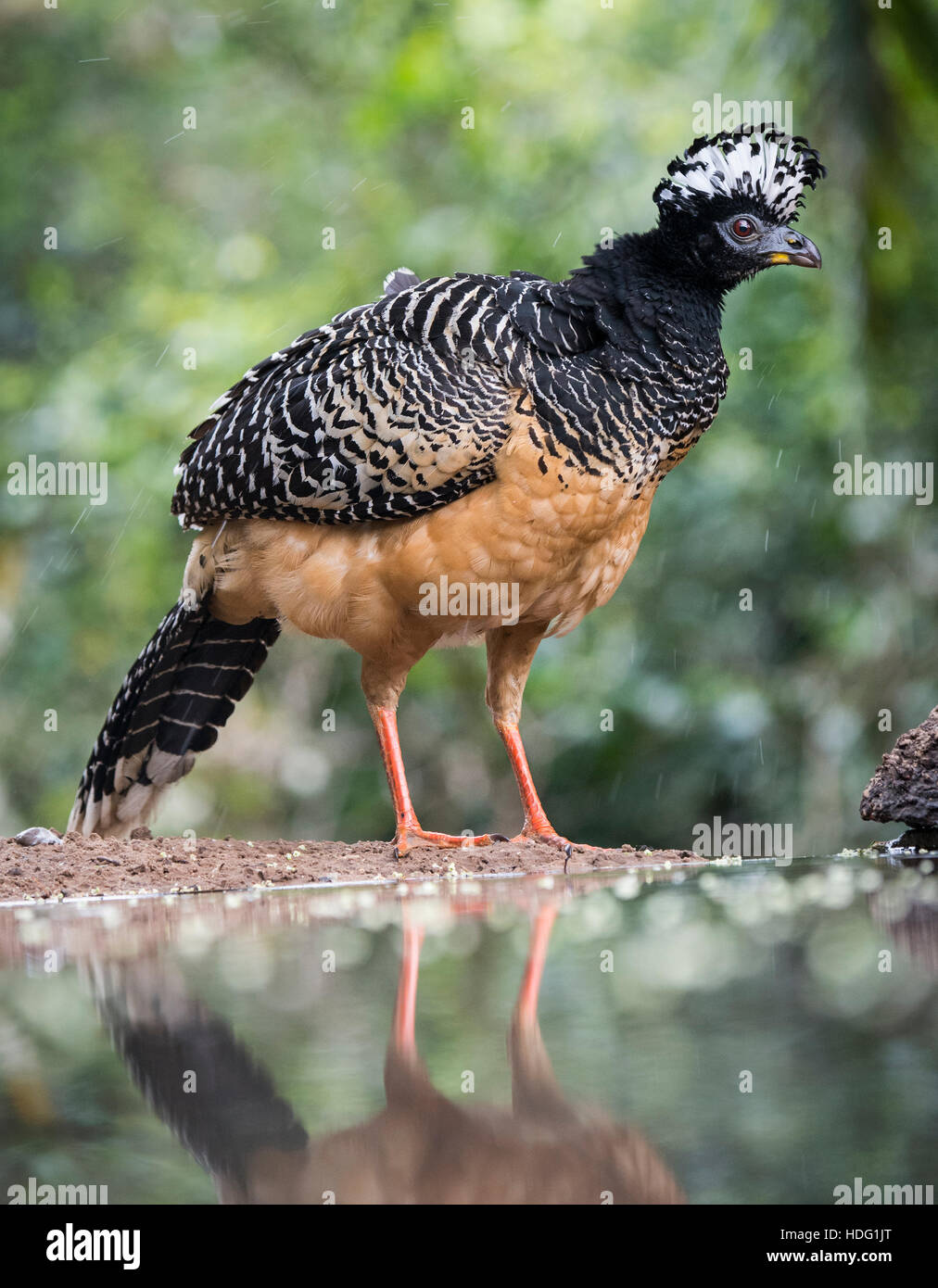 Great Curassow (Crax rubra), female Stock Photo - Alamy