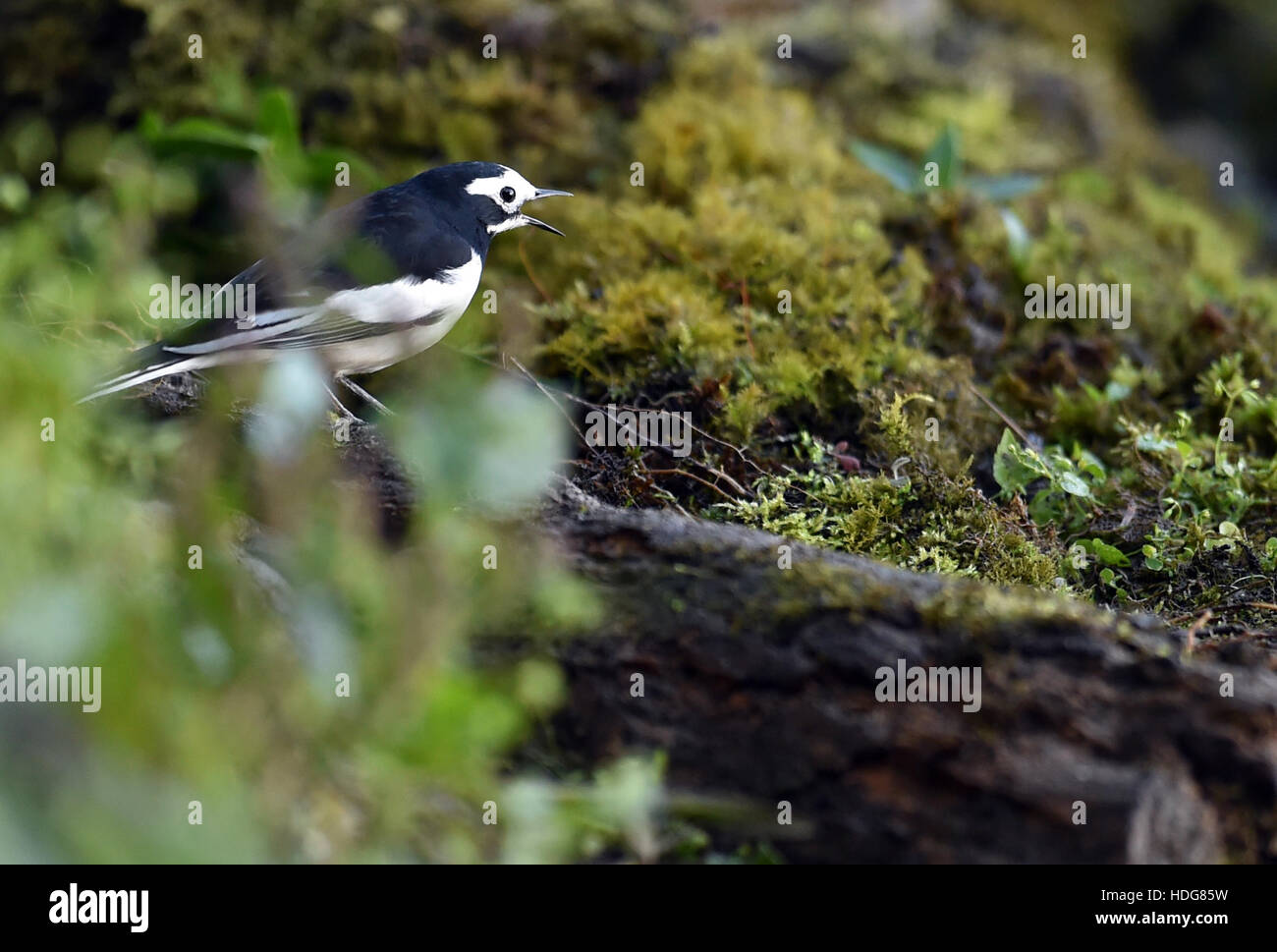 Baoshan, China's Yunnan Province. 10th Dec, 2016. A white wagtail is ...
