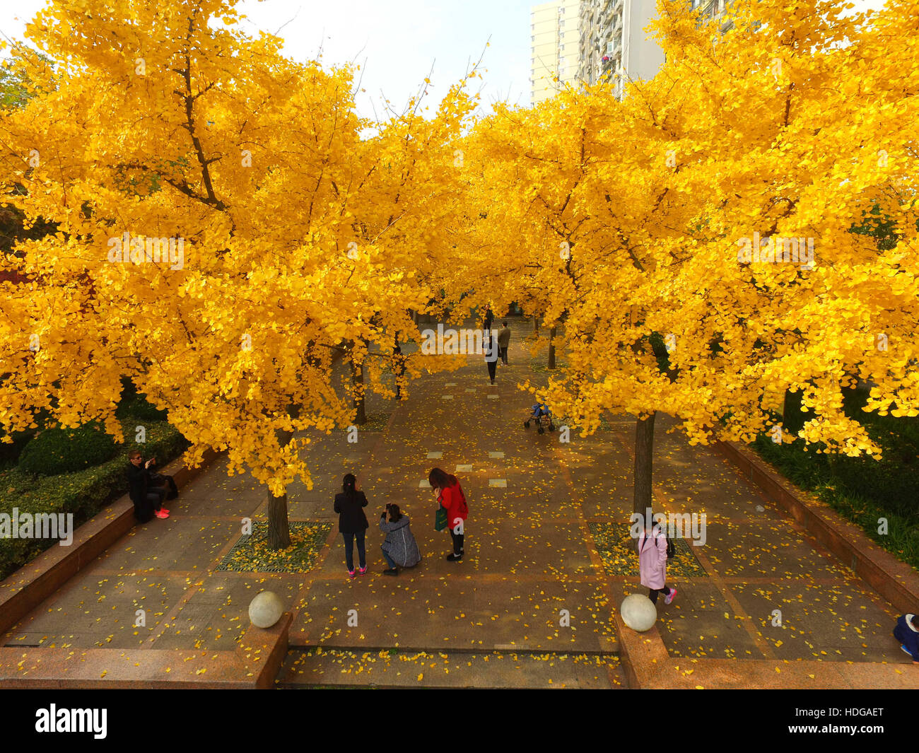 Shanghai, Shanghai, China. 5th Dec, 2016. Shanghai, CHINA-December 5 ...