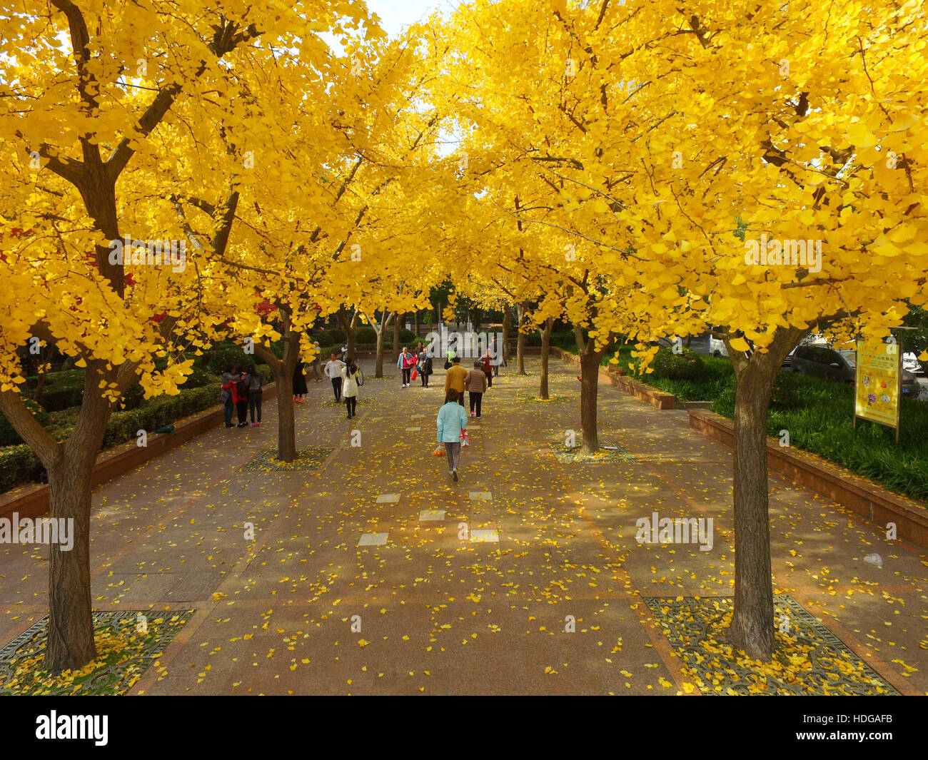 Shanghai, Shanghai, China. 5th Dec, 2016. Shanghai, CHINA-December 5 ...