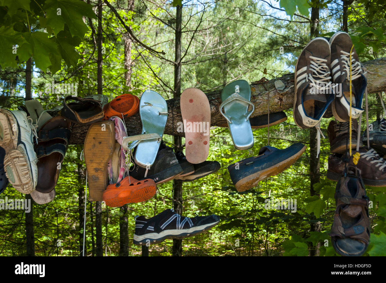 A branch of a tree covered by several different types and sizes of ...