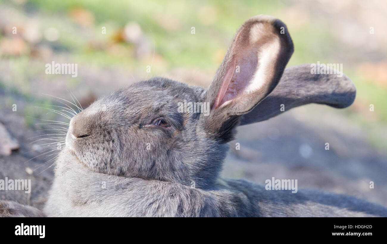 Purebred rabbit Belgian Giant resting outside in the sun, selective ...