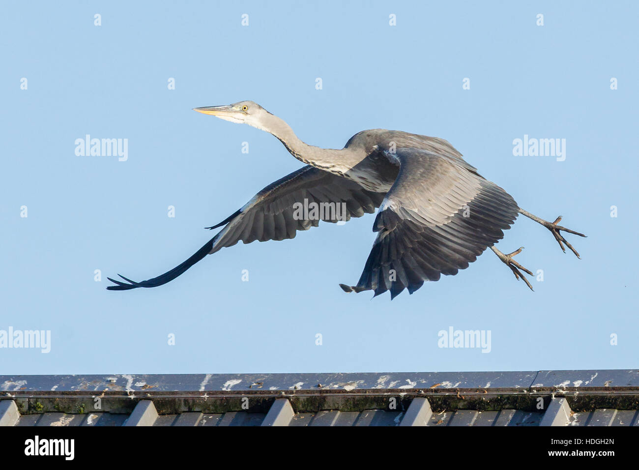 Great blue heron taking off from a roof, blue sky Stock Photo - Alamy