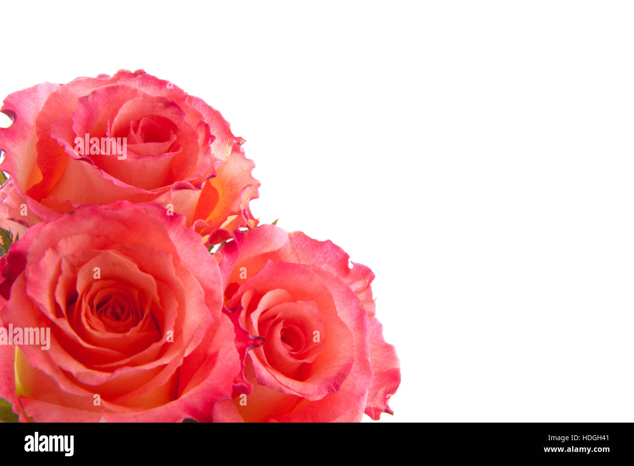 Three fresh colorful roses isolated over white Stock Photo - Alamy