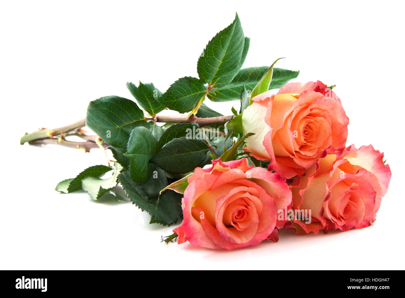 Three fresh colorful roses isolated over white Stock Photo - Alamy