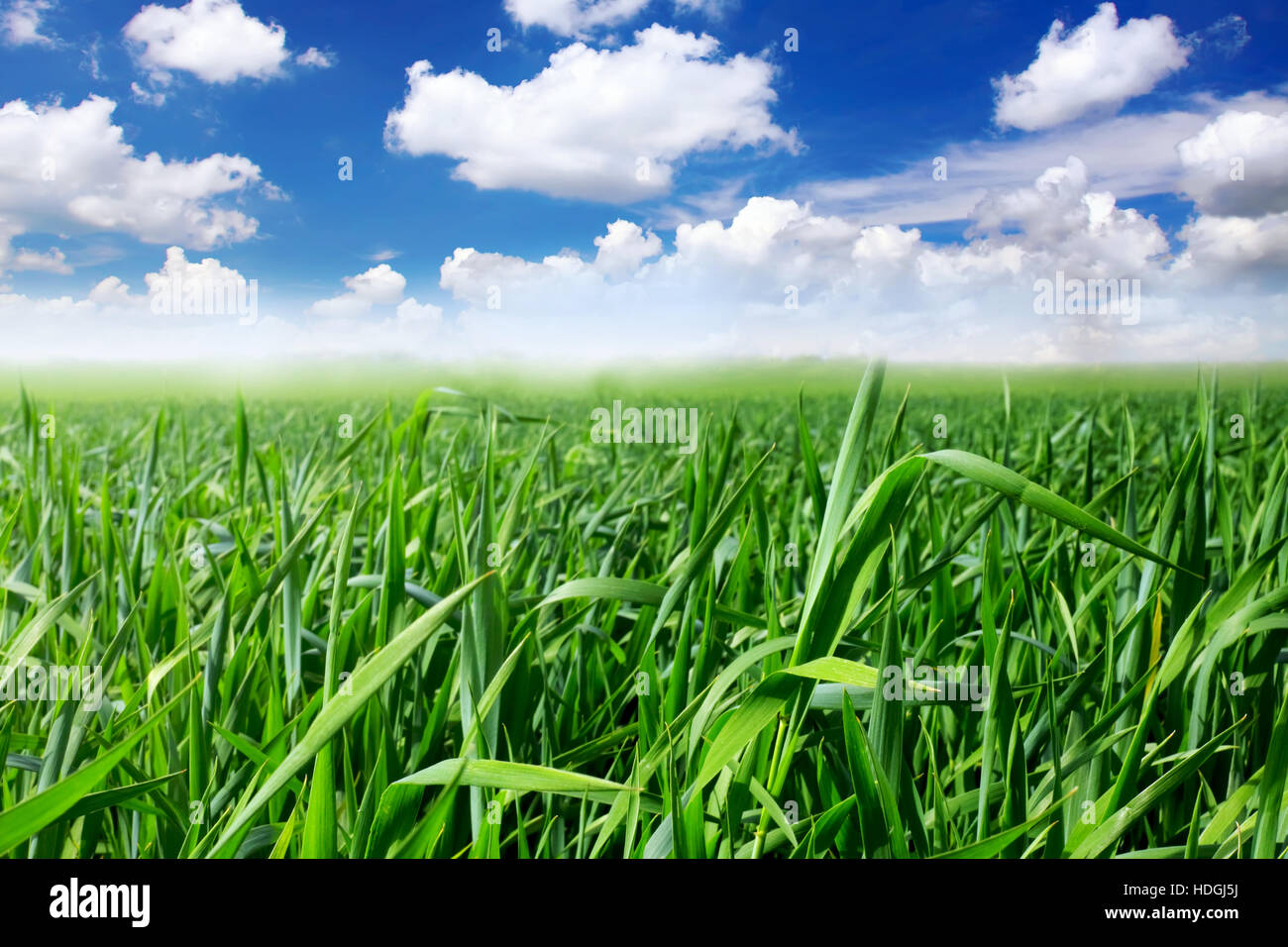 Landscape- green grass, the blue sky and white clouds Stock Photo - Alamy