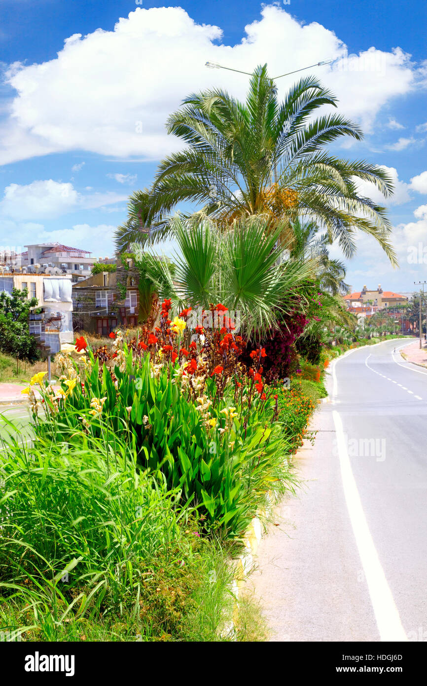 A palm tree with flowers in tropical country Stock Photo - Alamy