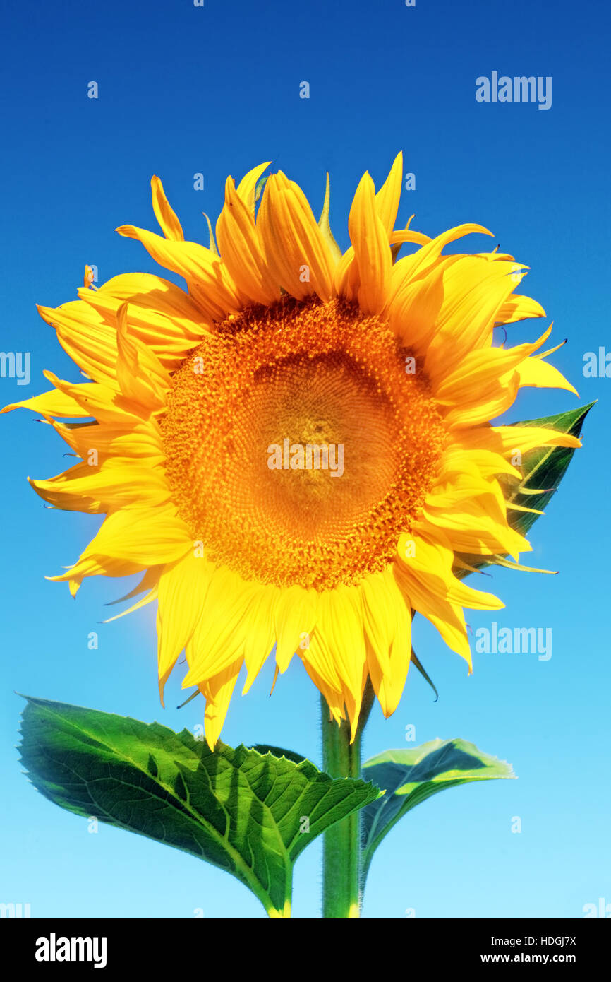 Single beautiful sunflower in the summer field Stock Photo - Alamy