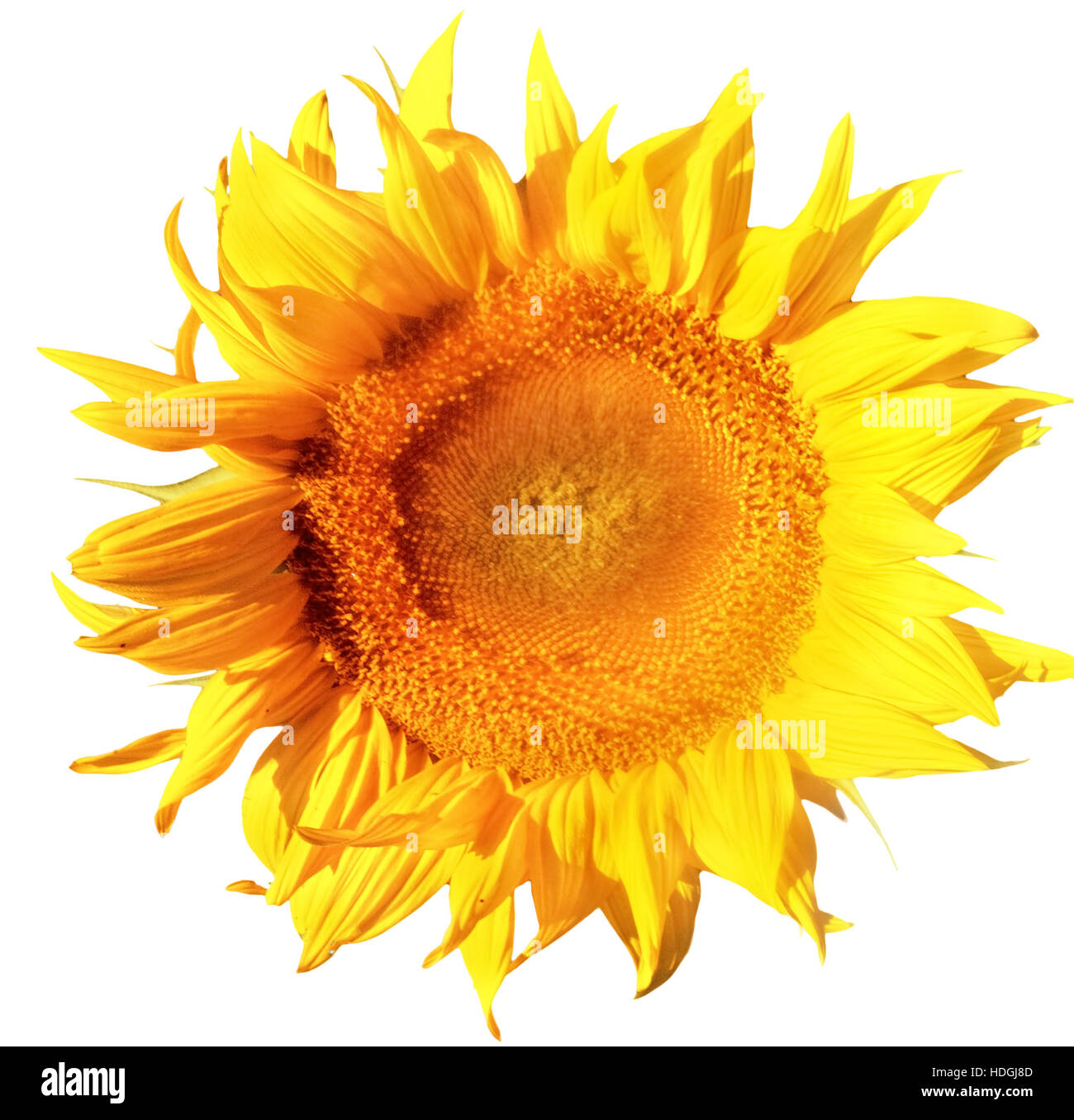 Field in summer with sunflower Cut Out Stock Images & Pictures - Alamy