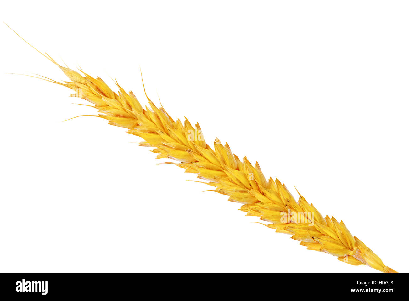 Wheat ears lie. Isolated on white background Stock Photo - Alamy Wheat ears lie. Isolated on white background Stock Photo - Alamy