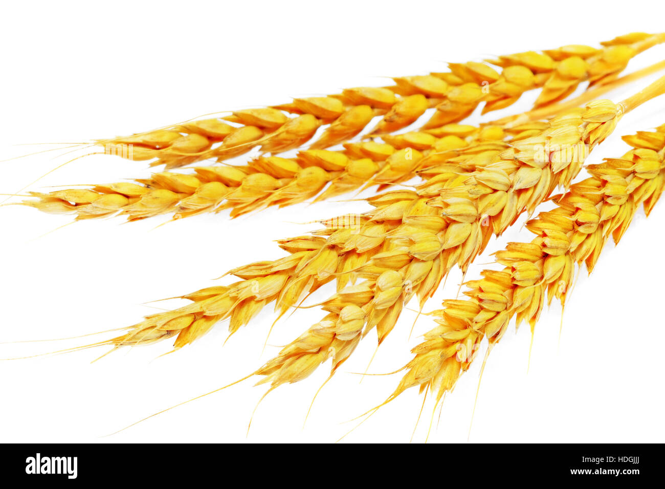 Barley ear detail Cut Out Stock Images & Pictures - Alamy
