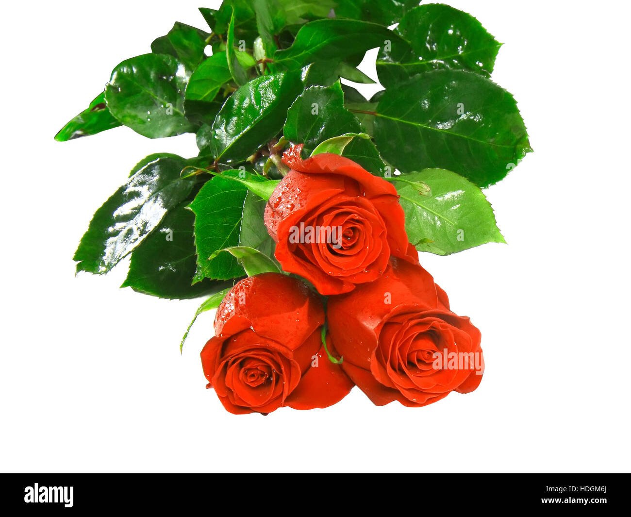 Beautiful three pink roses isolated on white background Stock Photo - Alamy