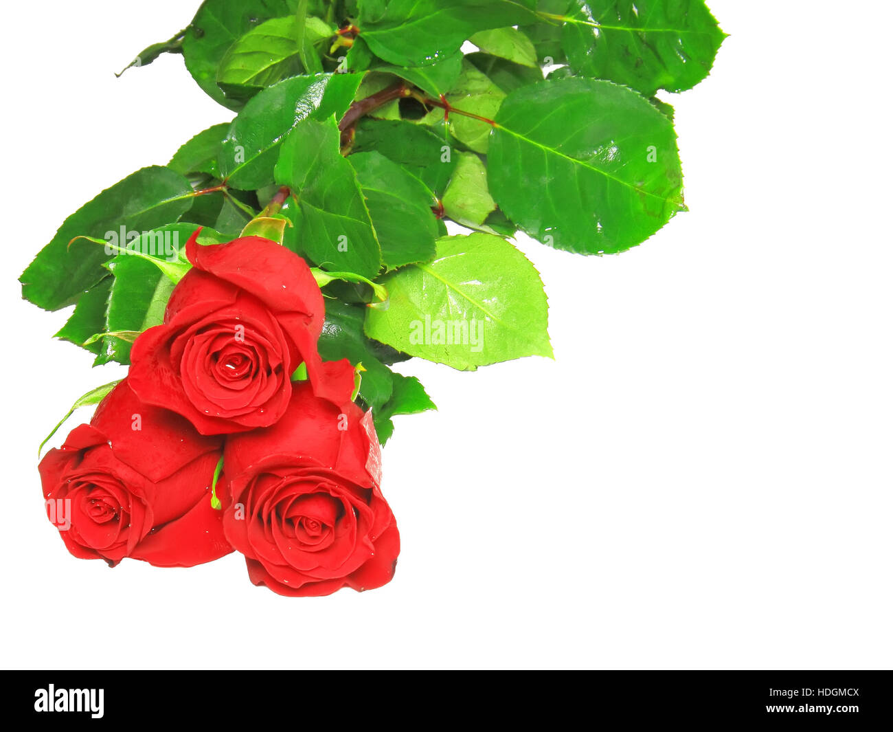 Beautiful Three Pink Roses Isolated High Resolution Stock Photography ...