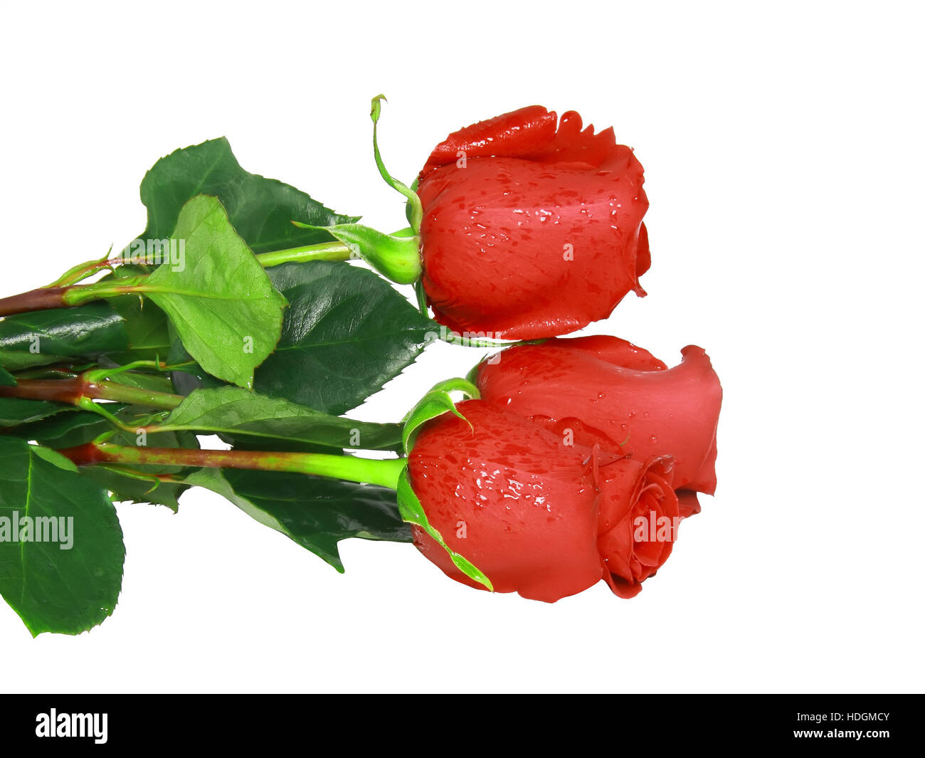 Rose Thorn Blood High Resolution Stock Photography and Images - Alamy