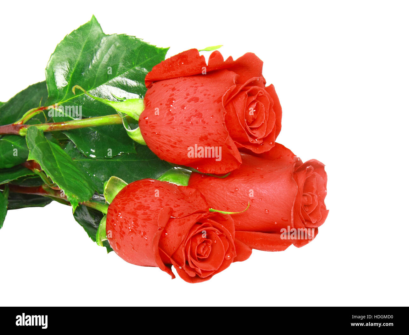 Beautiful three pink roses isolated on white background Stock Photo - Alamy