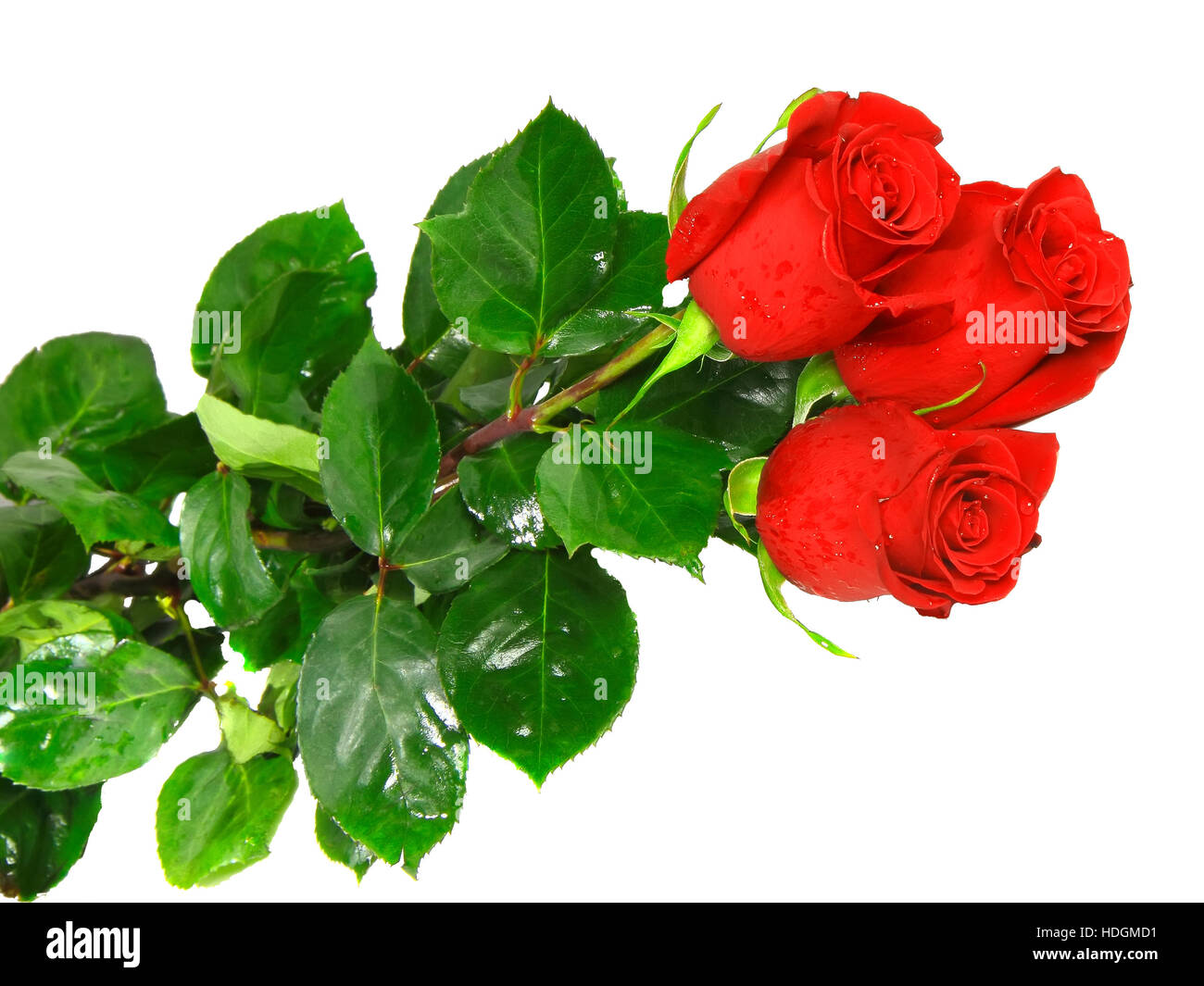 Beautiful three pink roses isolated on white background Stock Photo - Alamy
