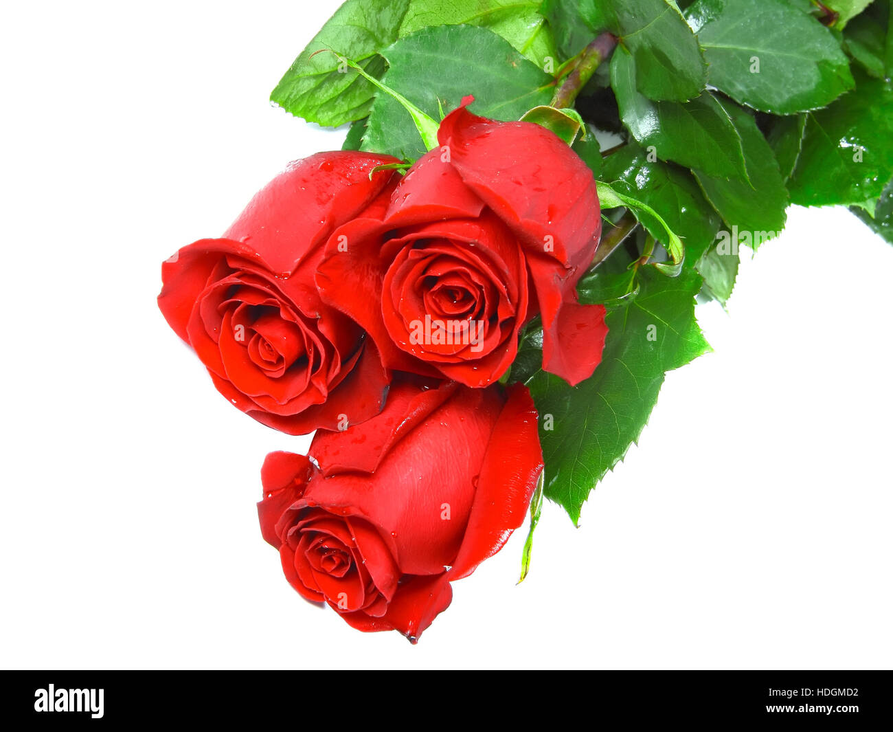 Beautiful three pink roses isolated hi-res stock photography and images ...