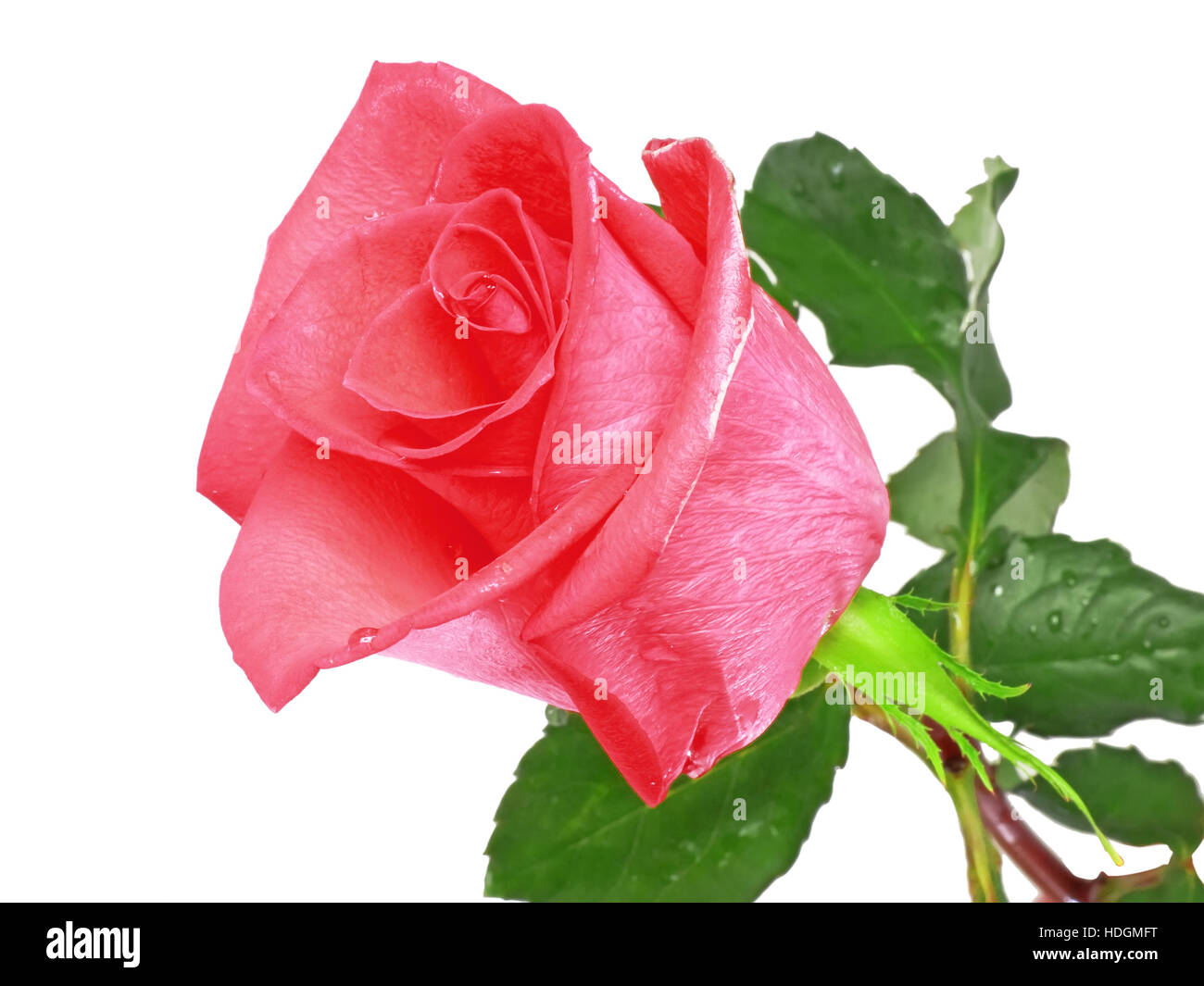 Beautiful single pink roses isolated on white background Stock Photo ...