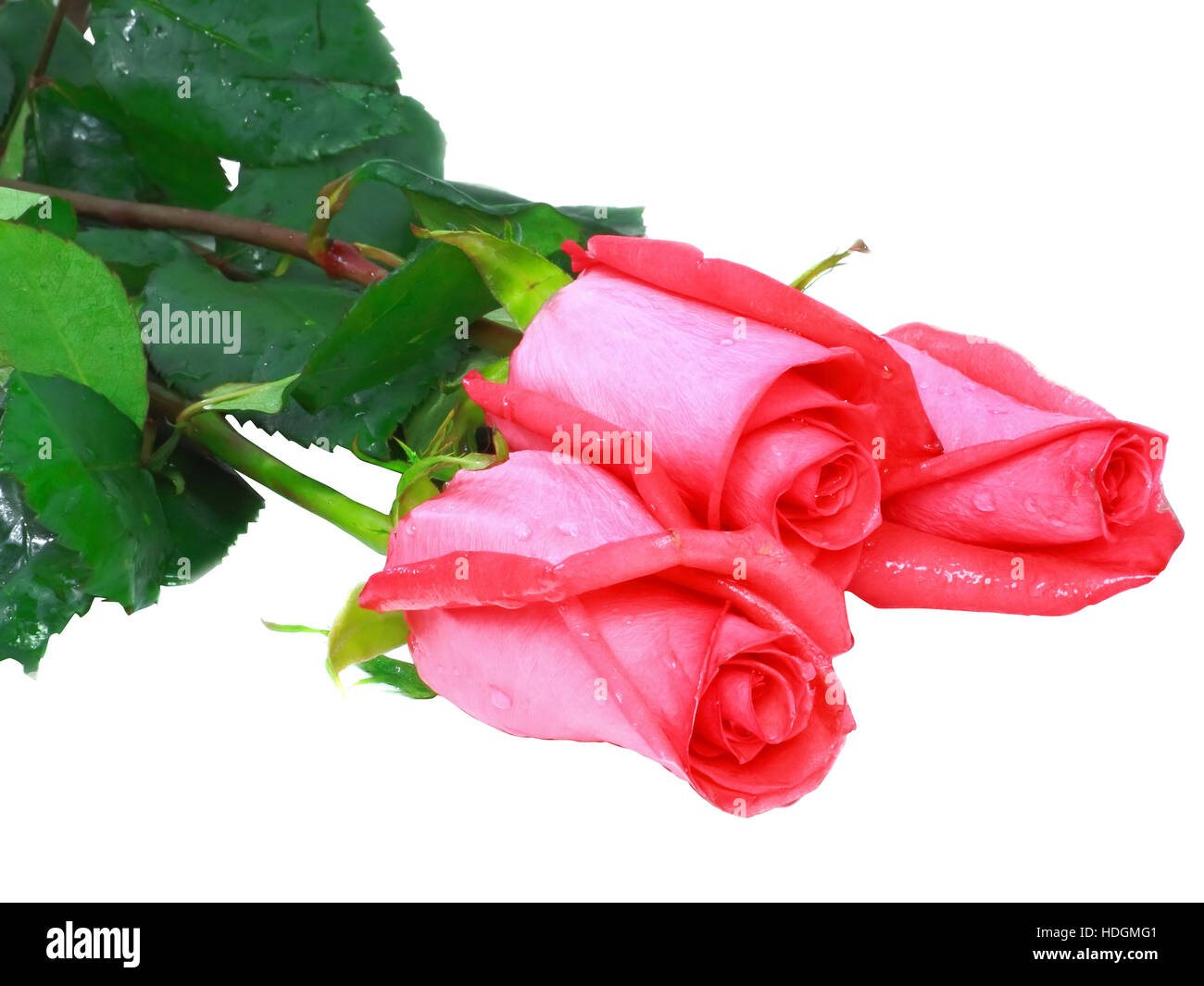 Beautiful Three Pink Roses Isolated High Resolution Stock Photography ...
