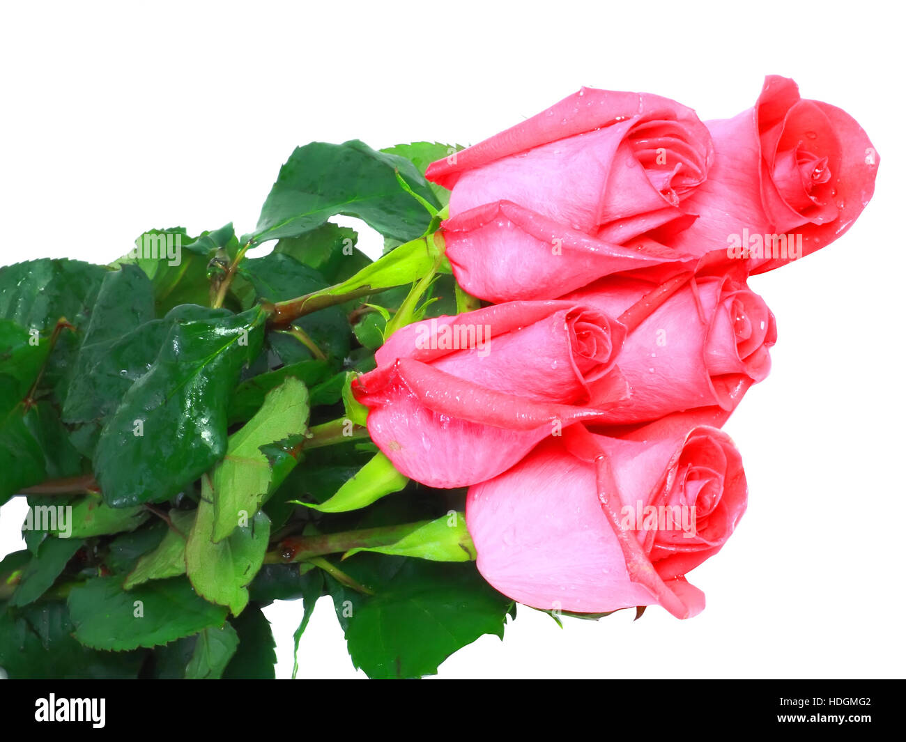 Beautiful pink roses isolated on white background Stock Photo - Alamy