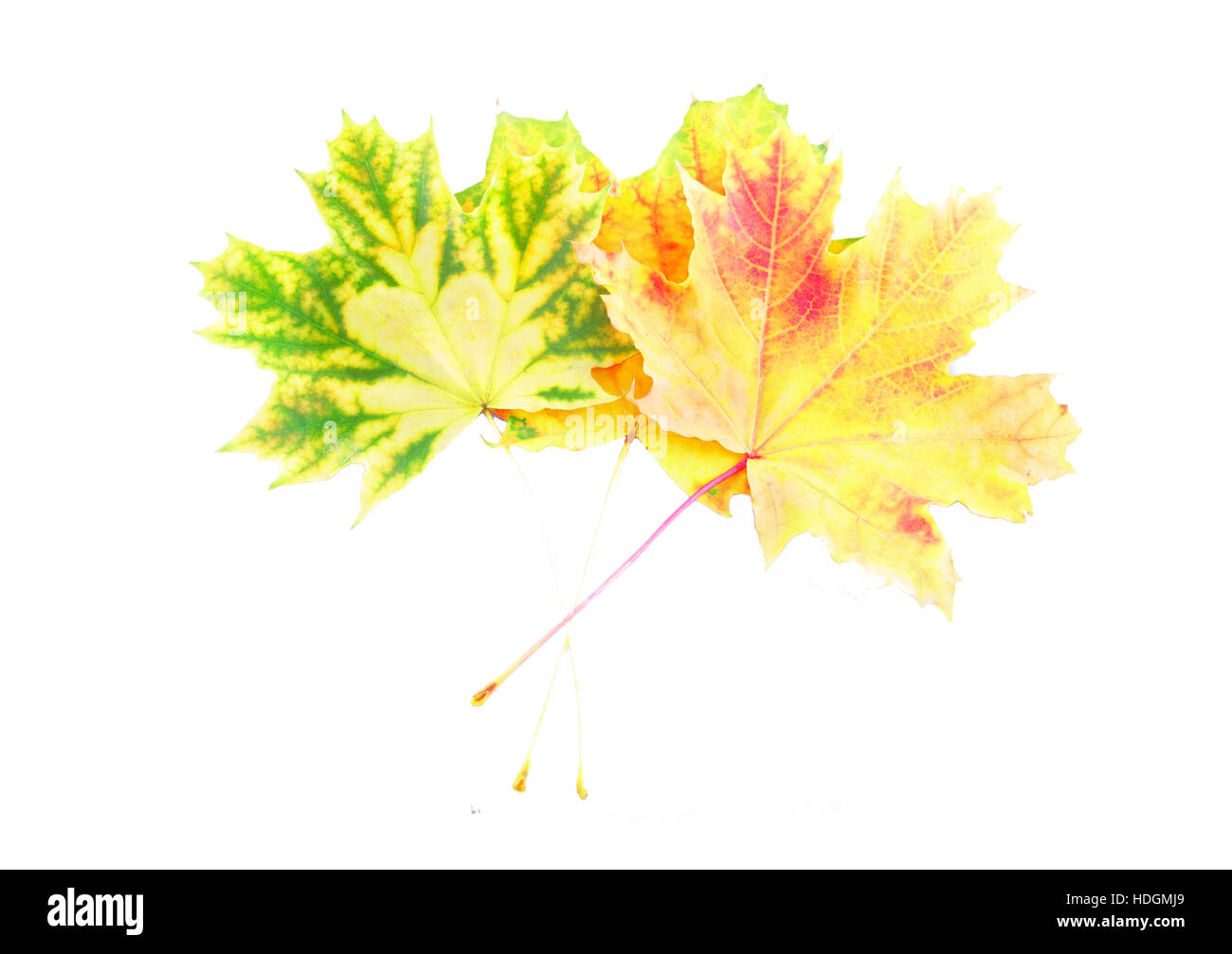 Leaf senescence Cut Out Stock Images & Pictures - Alamy