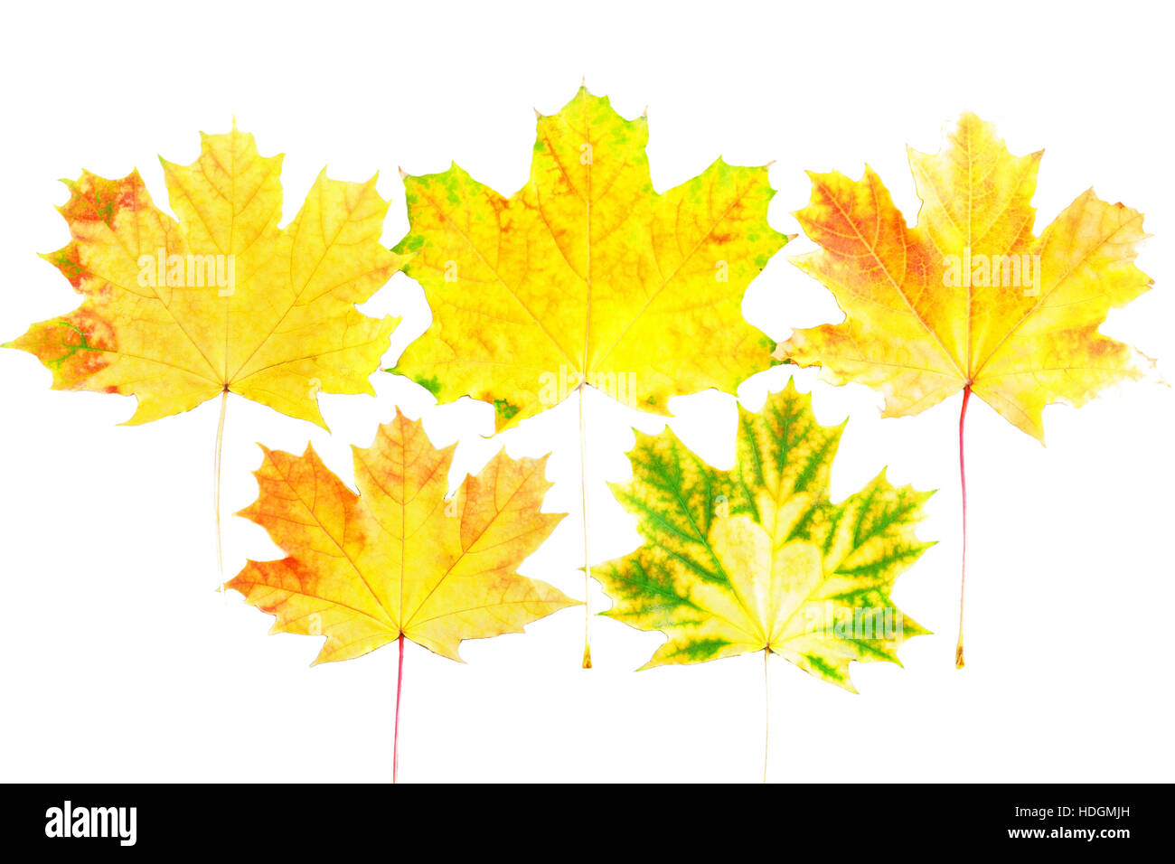 Background, wallpaper-perfect autumn leaf over white. Isolated Stock ...