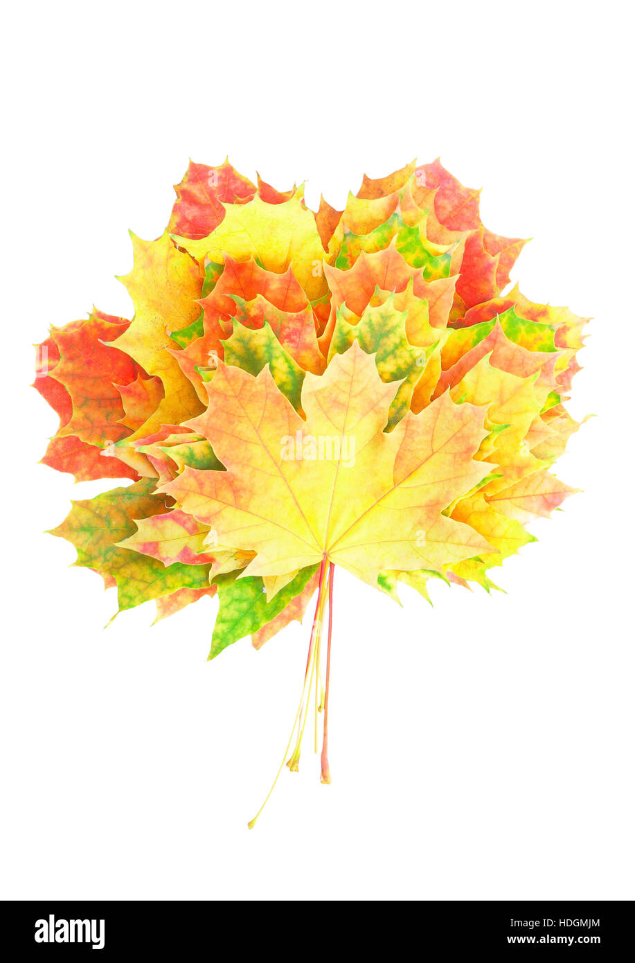 Heap of perfect Autumn Leaf over white. Isolated over white Stock Photo ...