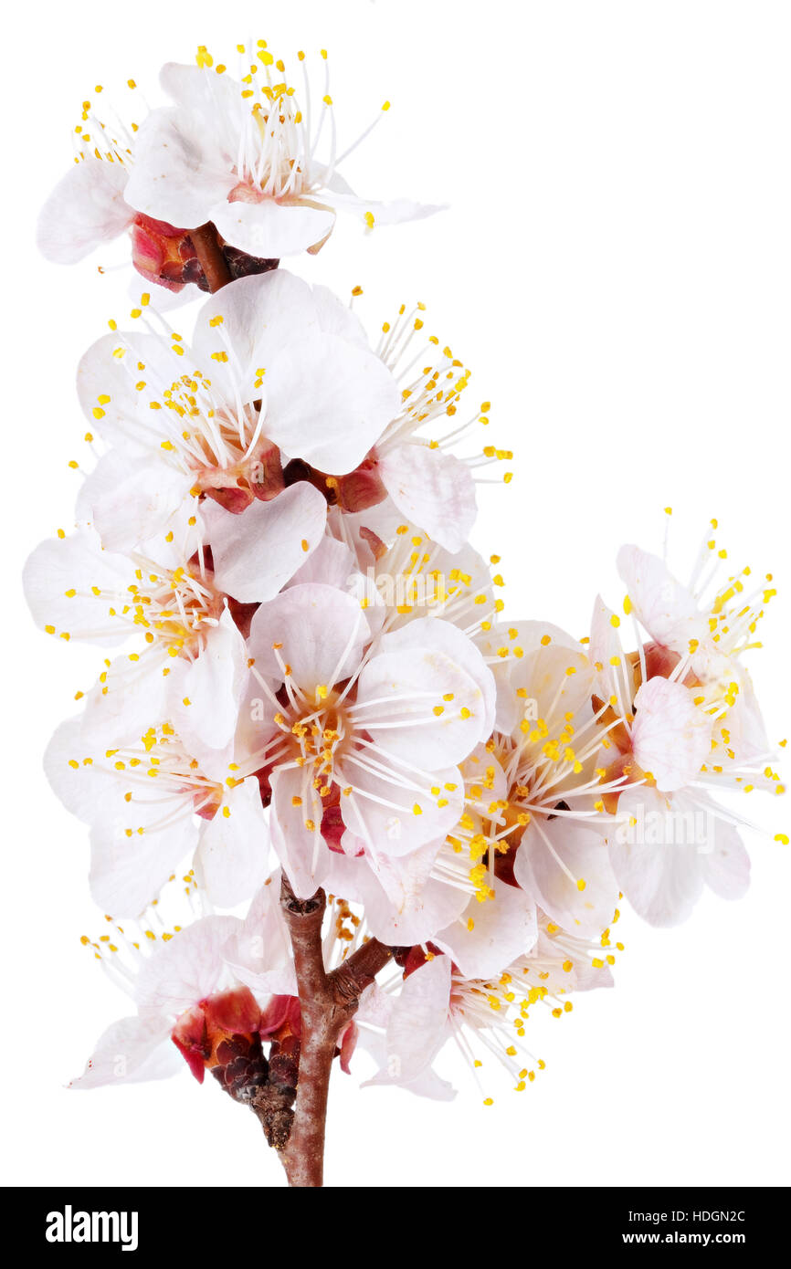 Branch with blossoms. Isolated on white background Stock Photo - Alamy