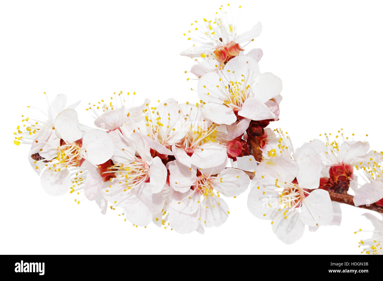 Branch with blossoms. Isolated on white background Stock Photo - Alamy