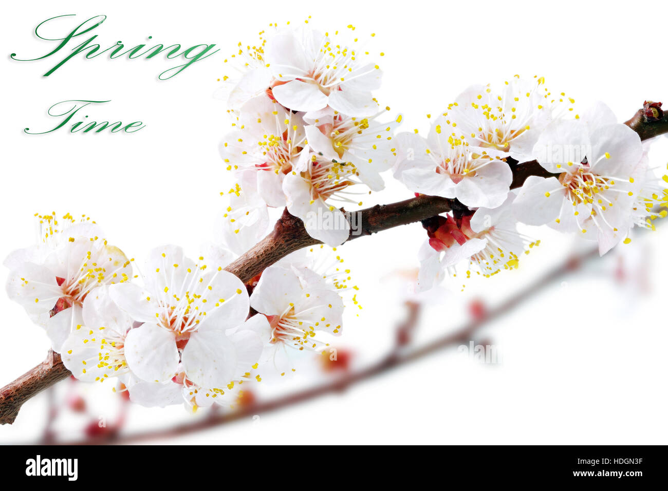 Branch with blossoms. Isolated on white background Stock Photo - Alamy