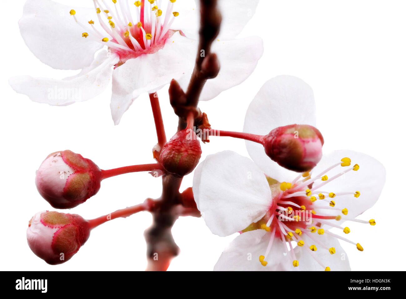 Branch with blossoms. Isolated on white background Stock Photo - Alamy