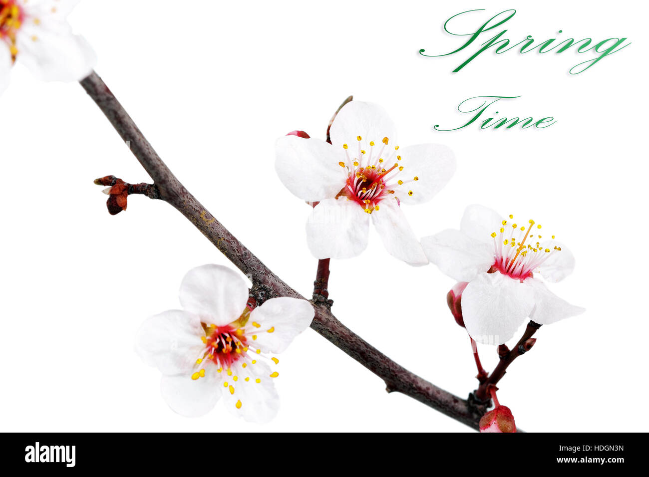 Branch with blossoms. Isolated on white background Stock Photo - Alamy