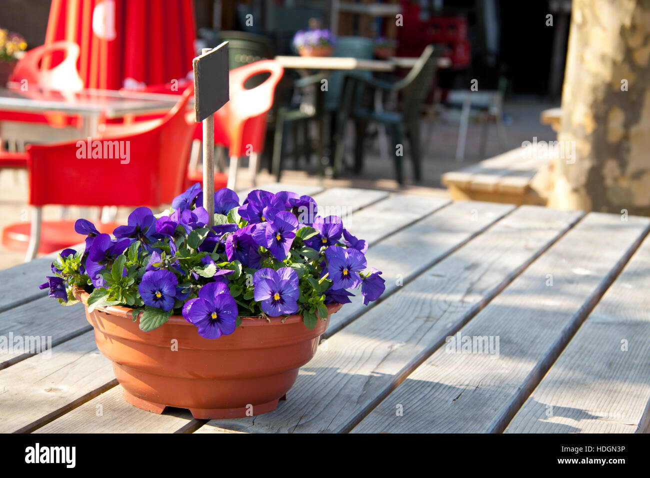 Purple violets on a table closeup for background use Stock Photo - Alamy