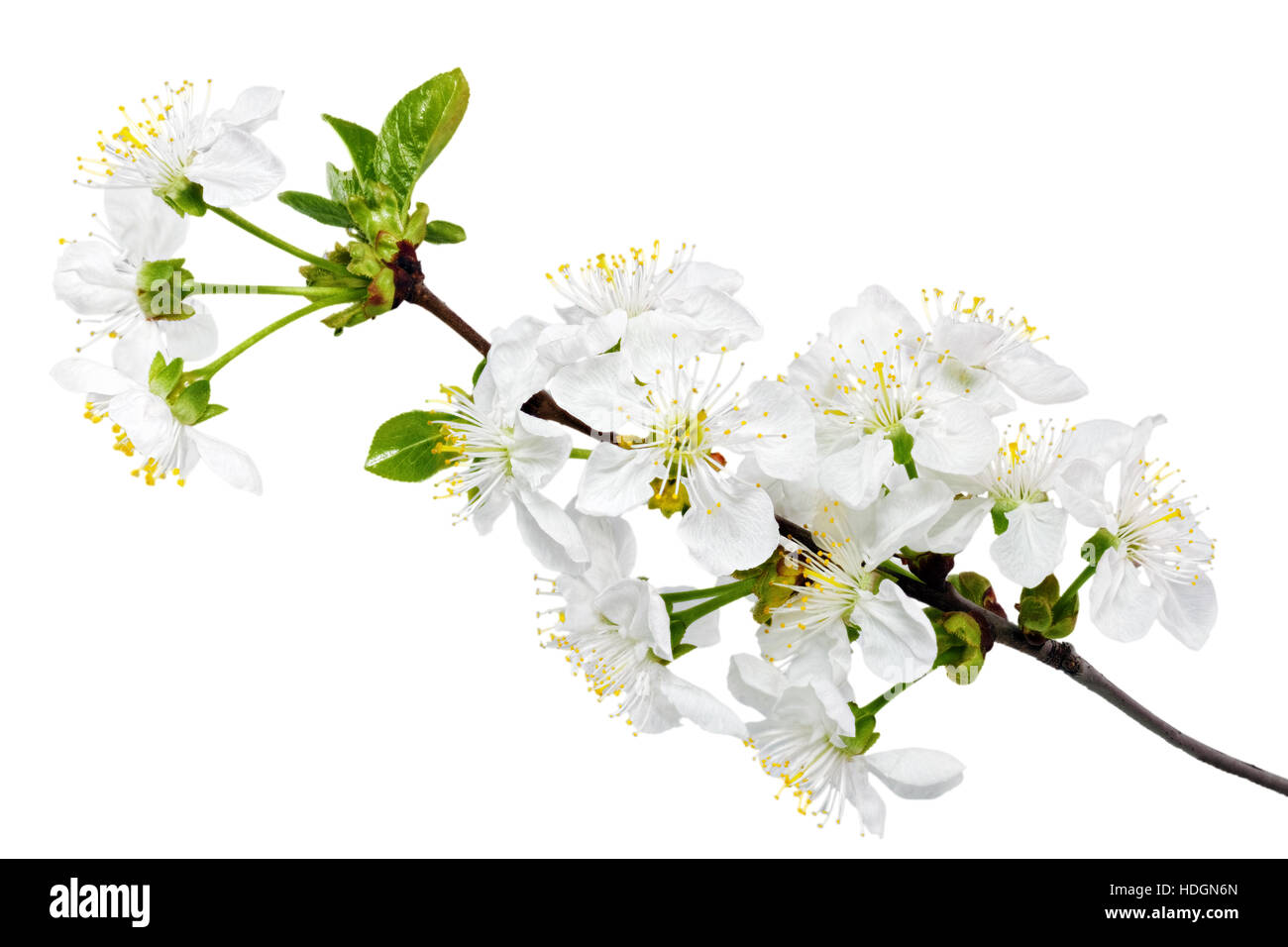 Branch of sprig with blossoms. Isolated on white background Stock Photo ...