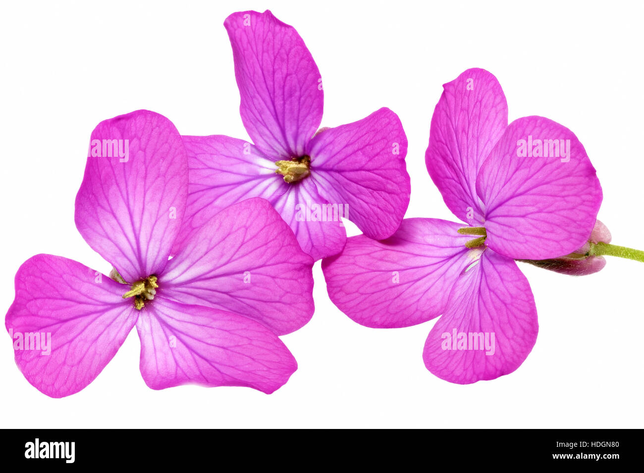 Three violet hi-res stock photography and images - Alamy