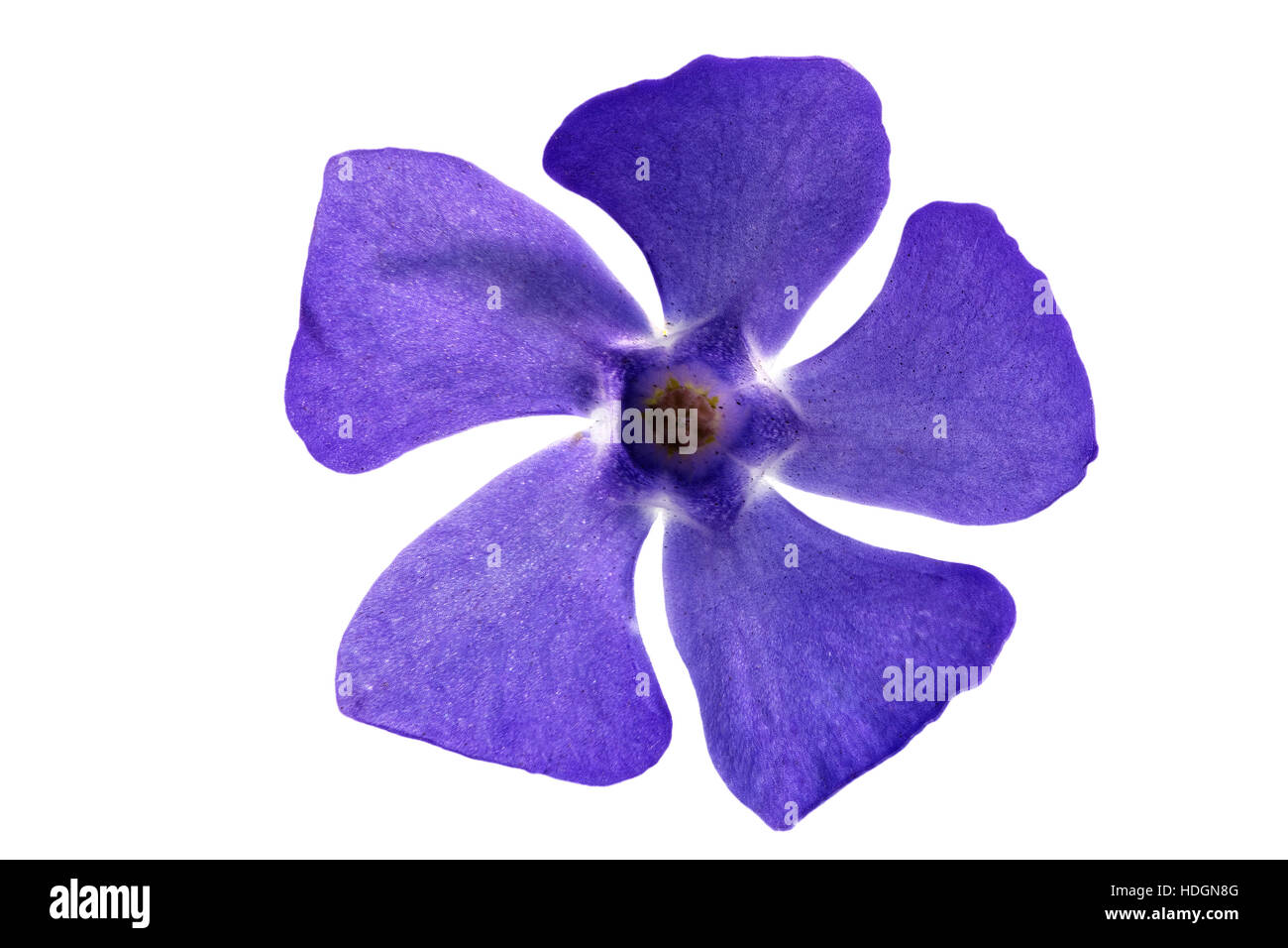 Single violet flower.Closeup on white background. Isolated Stock Photo ...
