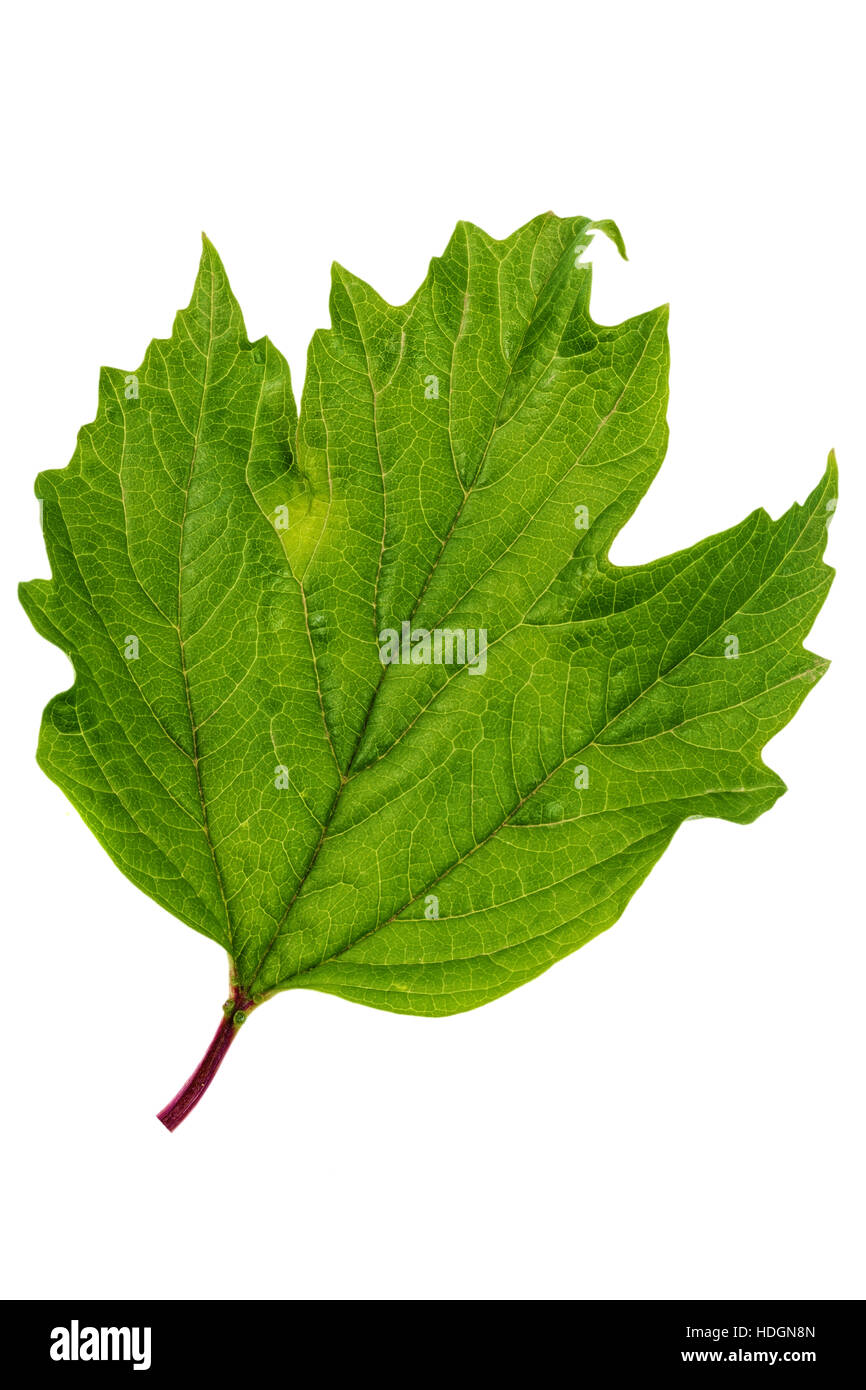 Single green leaf isolated on white background Stock Photo - Alamy