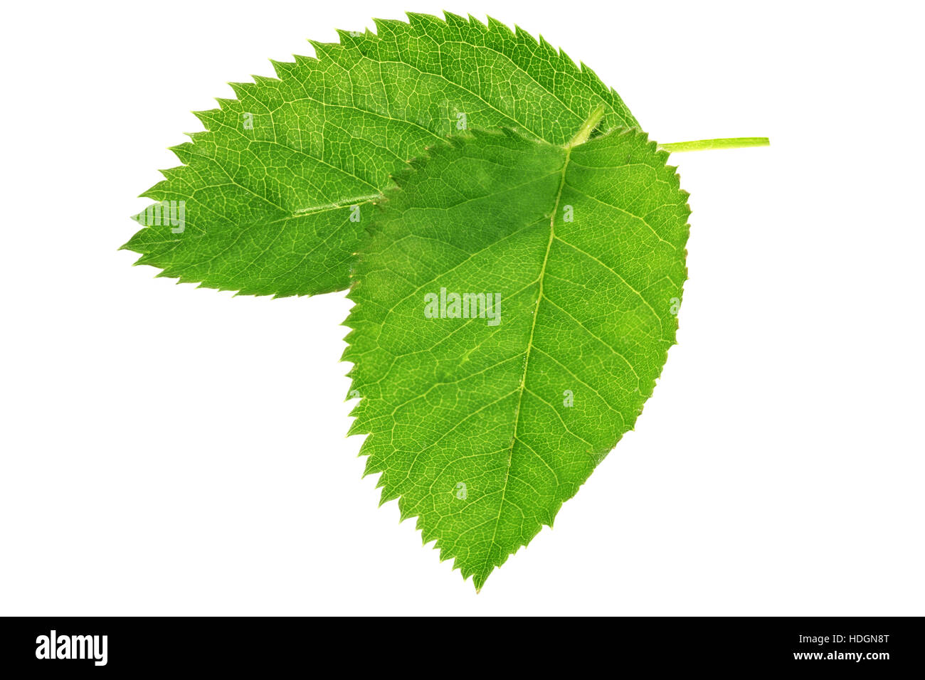 Two green leaf isolated on white background Stock Photo - Alamy