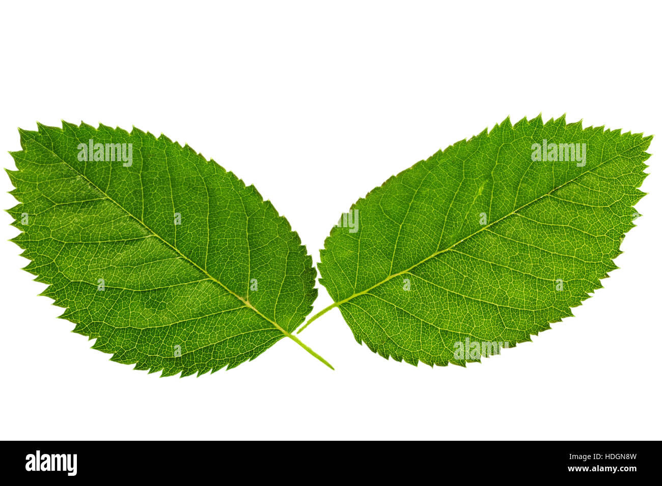 Two green leaf isolated on white background Stock Photo - Alamy
