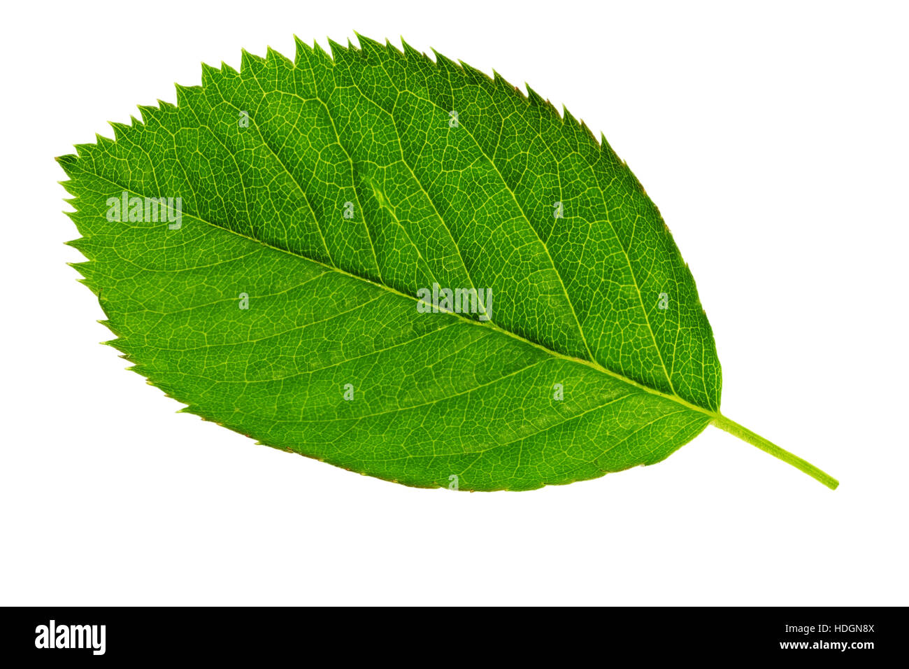 Single green leaf isolated on white background Stock Photo - Alamy
