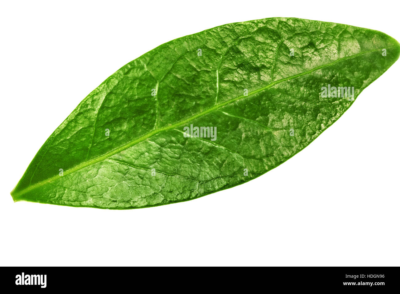 Single green leaf isolated on white background Stock Photo - Alamy