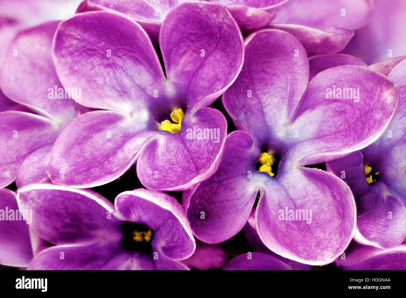 Beautiful Bunch of Lilac close-up Stock Photo - Alamy